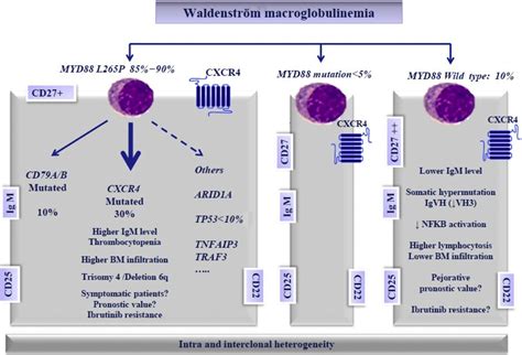 Working Toward A Genomic Prognostic Classification Of Waldenström