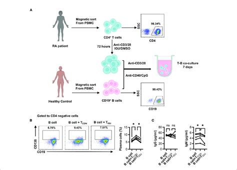 Igu Inhibits T Cell Dependent Antibody Production A Purified