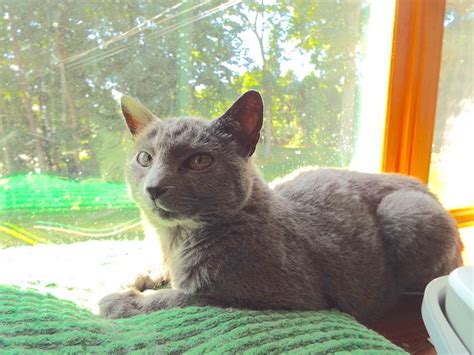 Rare Cat Colors And Patterns