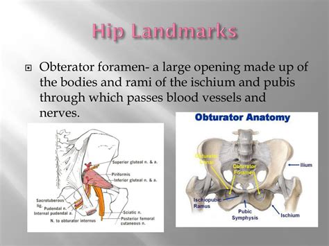 Ppt The Hip Powerpoint Presentation Free Download Id2715927
