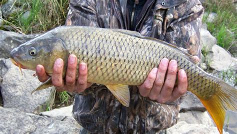 Carp Utah Lake