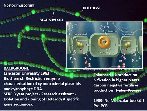Our History Four Decades Of Microalgae Process Development