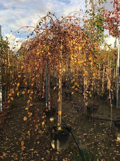 Types Of Betula Trees