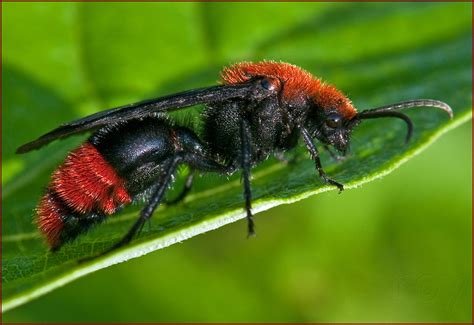 Velvet Cow Killer Ant At Randy Stambaugh Blog