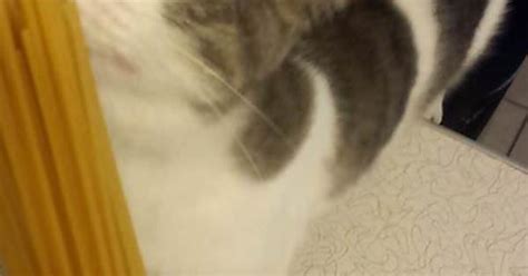 She Like The Spahgetti Album On Imgur