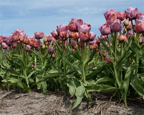 Tulip Blue Heaven Bulbs — Buy Online At Farmer Gracy Uk