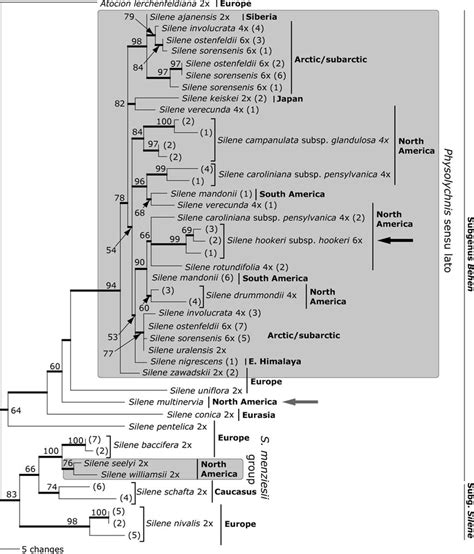 One Of 41 Most Parsimonious Trees Found In The Analysis Of The Rpd2a Download Scientific