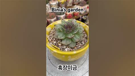비니아 흑장미금 다육식물 Succulent 오아시스다육농장 Youtube
