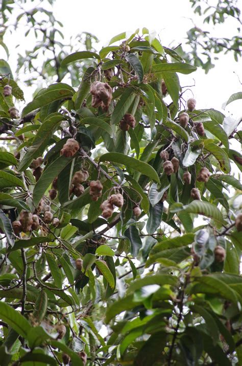 Trees And Plants Resak Irian Vatica Rassak