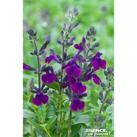 Salvia Jamviolette De Loire C45 Tfbu De Plantes Silence ça Pouss