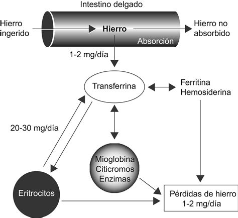 Anemia Ferropénica Y Uso De Hierro Endovenoso En Patología Digestiva