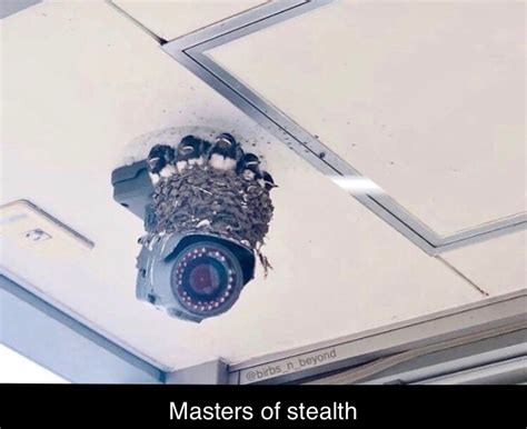 The Best Stealth Memes Memedroid