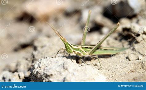 Grasshopper Stock Image Image Of Legs Plant Conehead 49919979