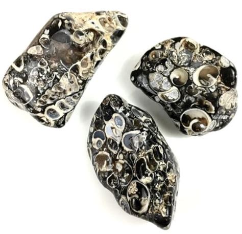 Turritella Agates Spiral Shaped Snails Agate Or Fossil