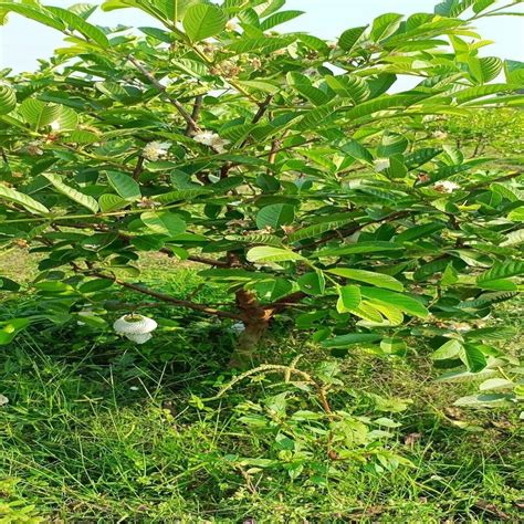 Taiwan Pink Red Diamond Guava Plant At ₹ 120 Piece In Bhubaneswar Id 2855041225033