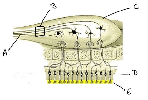 Olfactory System Diagram Diagram Quizlet