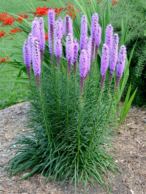 Liatris Spicata Blazing Star Buy Top Quality Corms Now