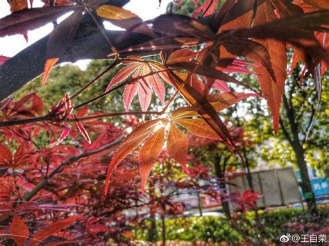 红枫仍红。