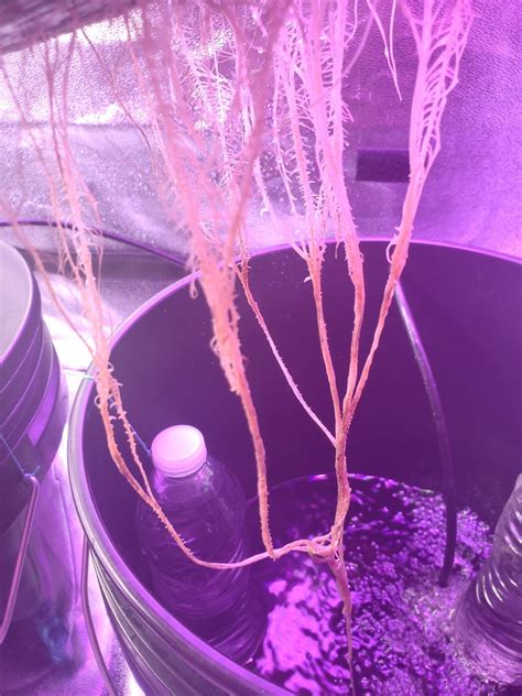 Stained Or Root Rot Dwc 420 Magazine