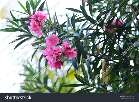 385 Kaner Flower Images, Stock Photos & Vectors | Shutterstock