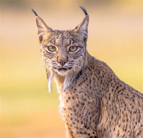 Animals Lynx Cat