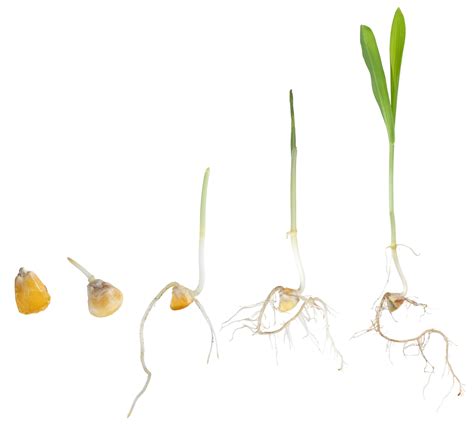 corn seed germination experiment