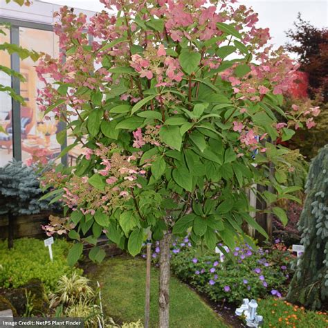 Hydrangea Paniculata Quick Fire Tree 15 Container Mahoneys Garden Center