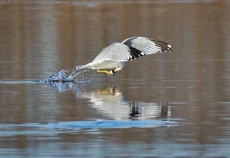Troy Marcy Photography Dramatic Ring Billed Gull Catch And Eat