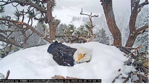 Live Cam At Big Bears Eagle Nest Ob Rag