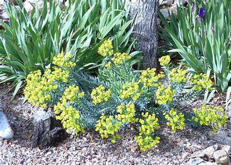 Euphorbia Rigida Care