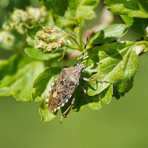 Mottled Shieldbug Rhaphigaster Nebulosa Stock Image Image Of Insect