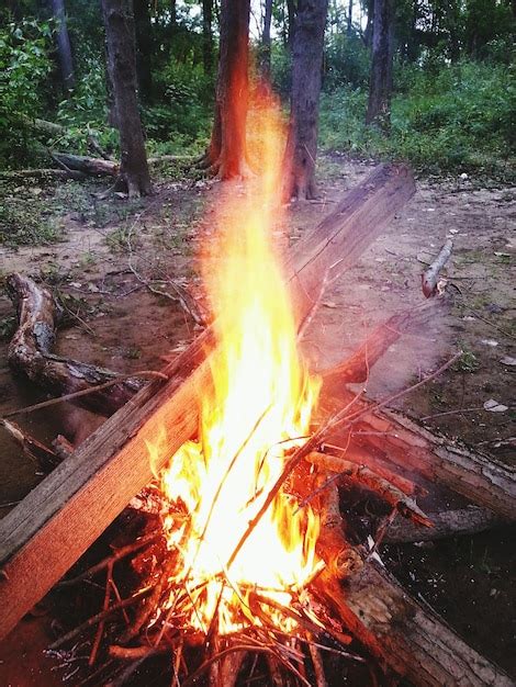 Premium Photo Bonfire In Forest