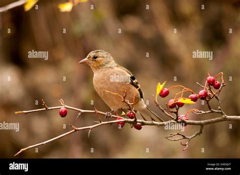 The Chaffinch Is One Of The Most Common Passerines In Europe Stock