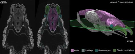accuracy validation of semi automatic segmentations of x ray microct