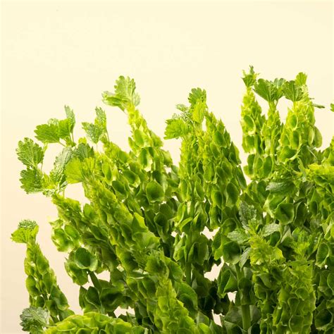 Molucella Floral Chain Group