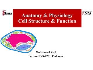 Lecture 3 Cell Structure Function Ppt