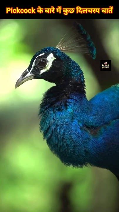 Pickcock Ke Bare Me Amazing Facts Animals Fact Youtube