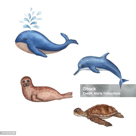 고래 돌고래 물개 흰색 배경에 격리된 거북이가 있는 수채화 바다 아기 섬유 벽지 보육 장식 카드 배경 기념품 직물 포장 만화 스타일 수채화에 대한 스톡 벡터 아트 및 기타