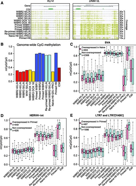 Base Resolution Dna Methylomes Of Naive And Primed Human Escs A