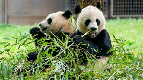 The Pandas Are Coming The Pandas Are Coming