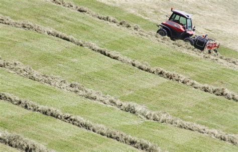 Motorised Mower Swather And Rows Of Cut Hay Windrow Stock Image