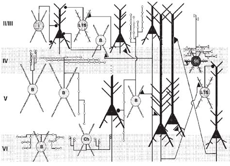 Summary Of The Synaptic Connections Known To Exist In Neocortex After Download Scientific