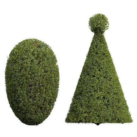 bonsai pruned 3d model cgtrader