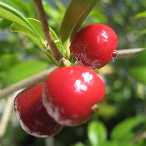 Pitanga Jambo Fruit Plant Eugenia Repanda Veliyathgardens