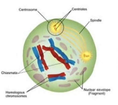 Bio Quiz Flashcards Quizlet