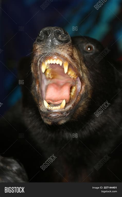 Bear Teeth