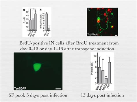 Direct Conversion Of Neurons To Fibroblasts Ppt