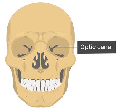 Optic Canal Sphenoid Bone