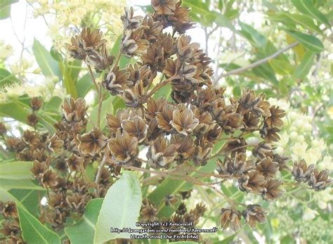 Plantfiles Pictures Arizona Rosewood Vauquelinia Californica By Xenomorf