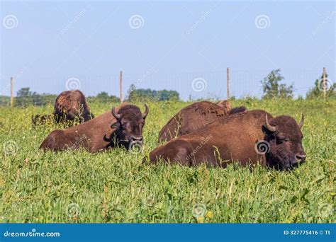 Bison In Meadow With Grass And Trees Stock Image 295726339